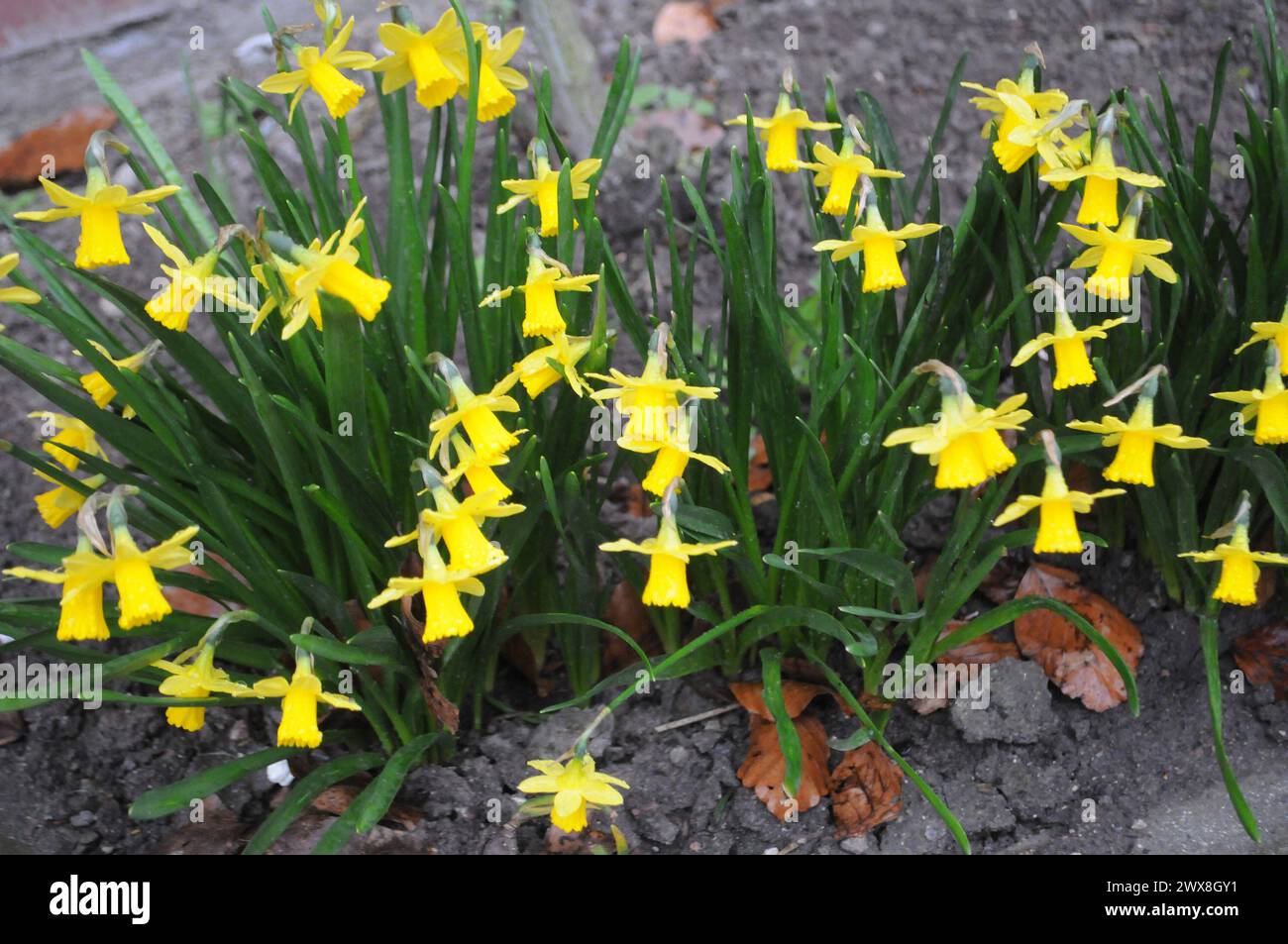 Copenhagen, Denmark /28 March 2024/.Daffodils flowers for sale in ...