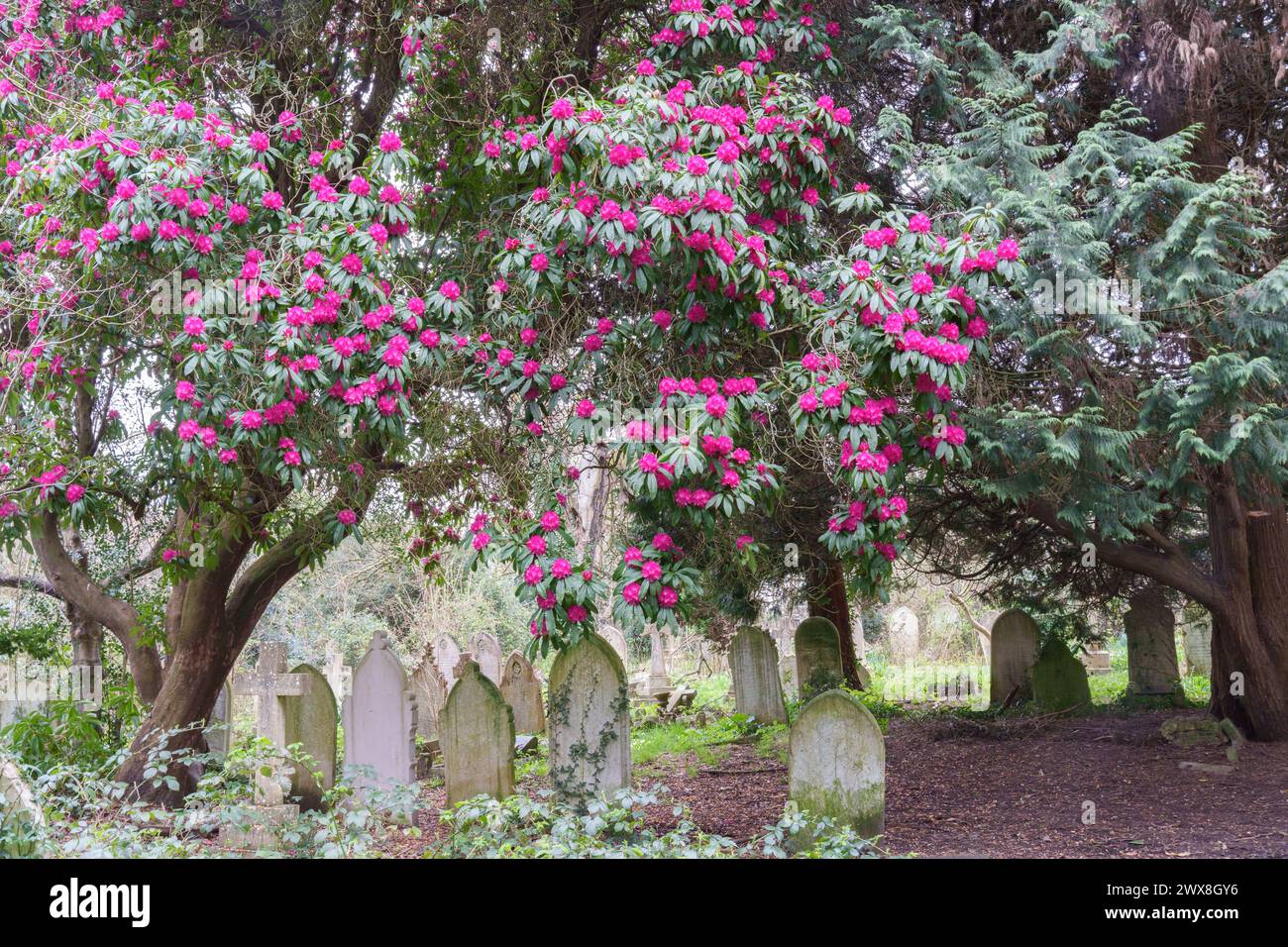 Pink rhododendron in Southampton Old Cemetery Stock Photo - Alamy
