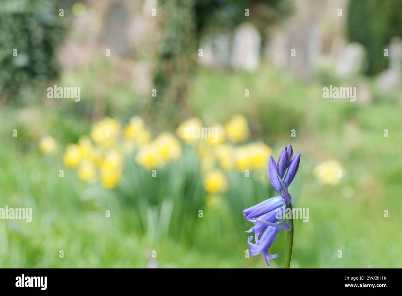 Bluebell in southampton old cemetery hi-res stock photography and ...