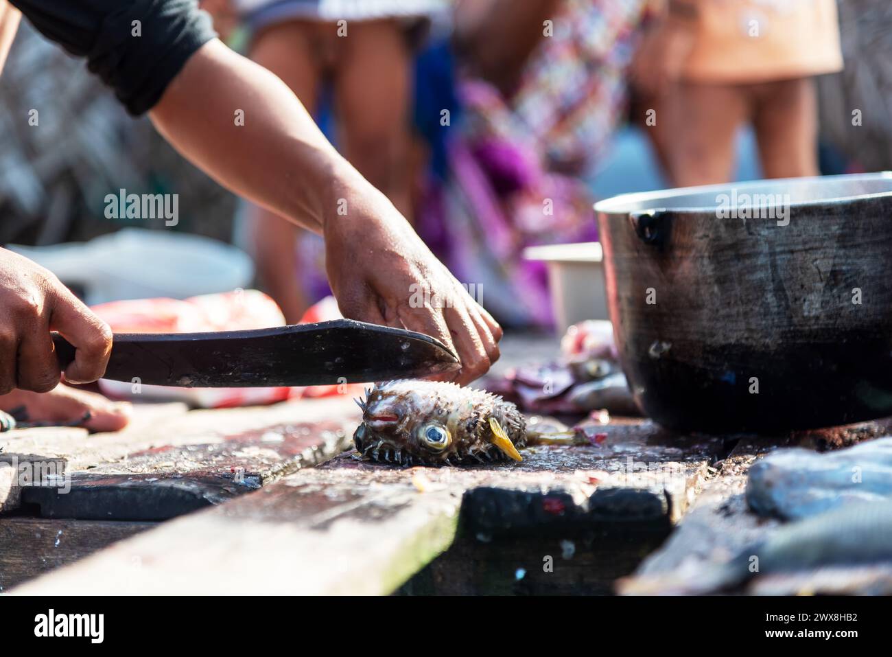 Intestine of coral fish hi-res stock photography and images - Alamy