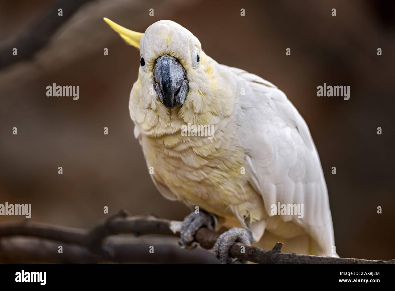 White parrot hi-res stock photography and images - Alamy