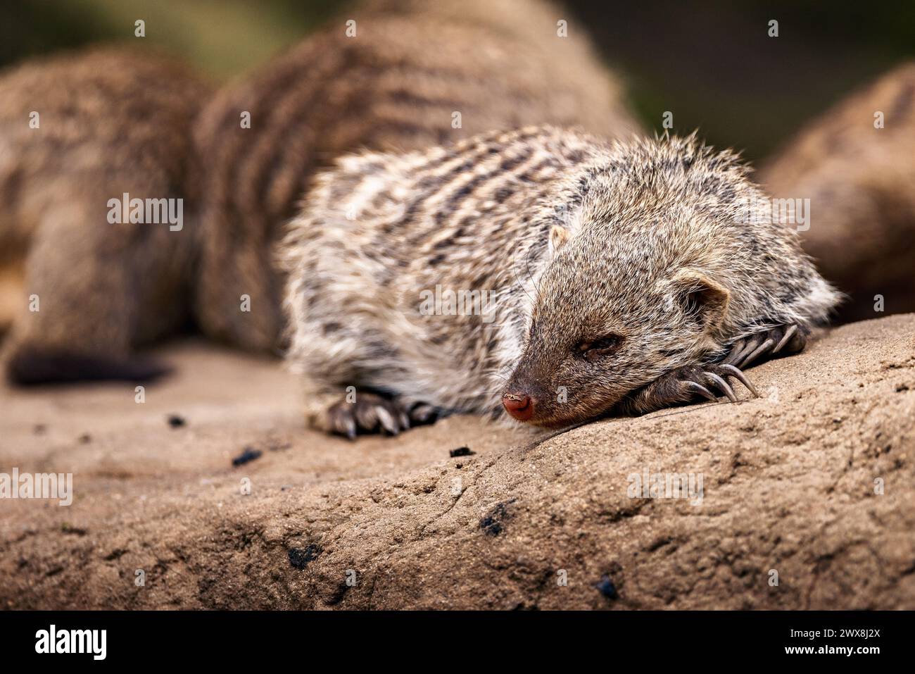 Furry solitude hi-res stock photography and images - Alamy