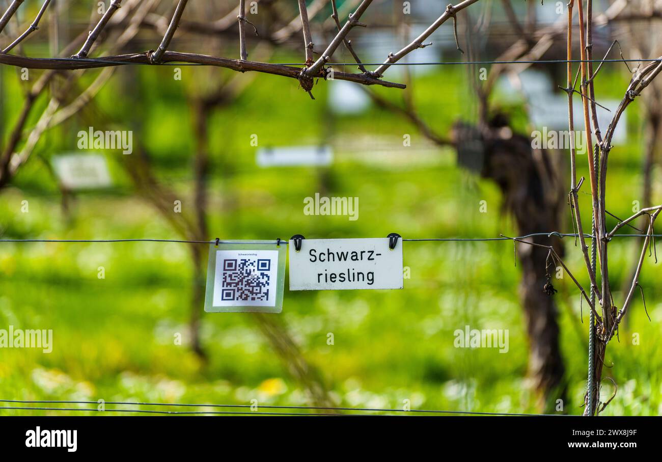 Oppenheim, Germany. 26th Mar, 2024. A vine is labeled Schwarzer ...