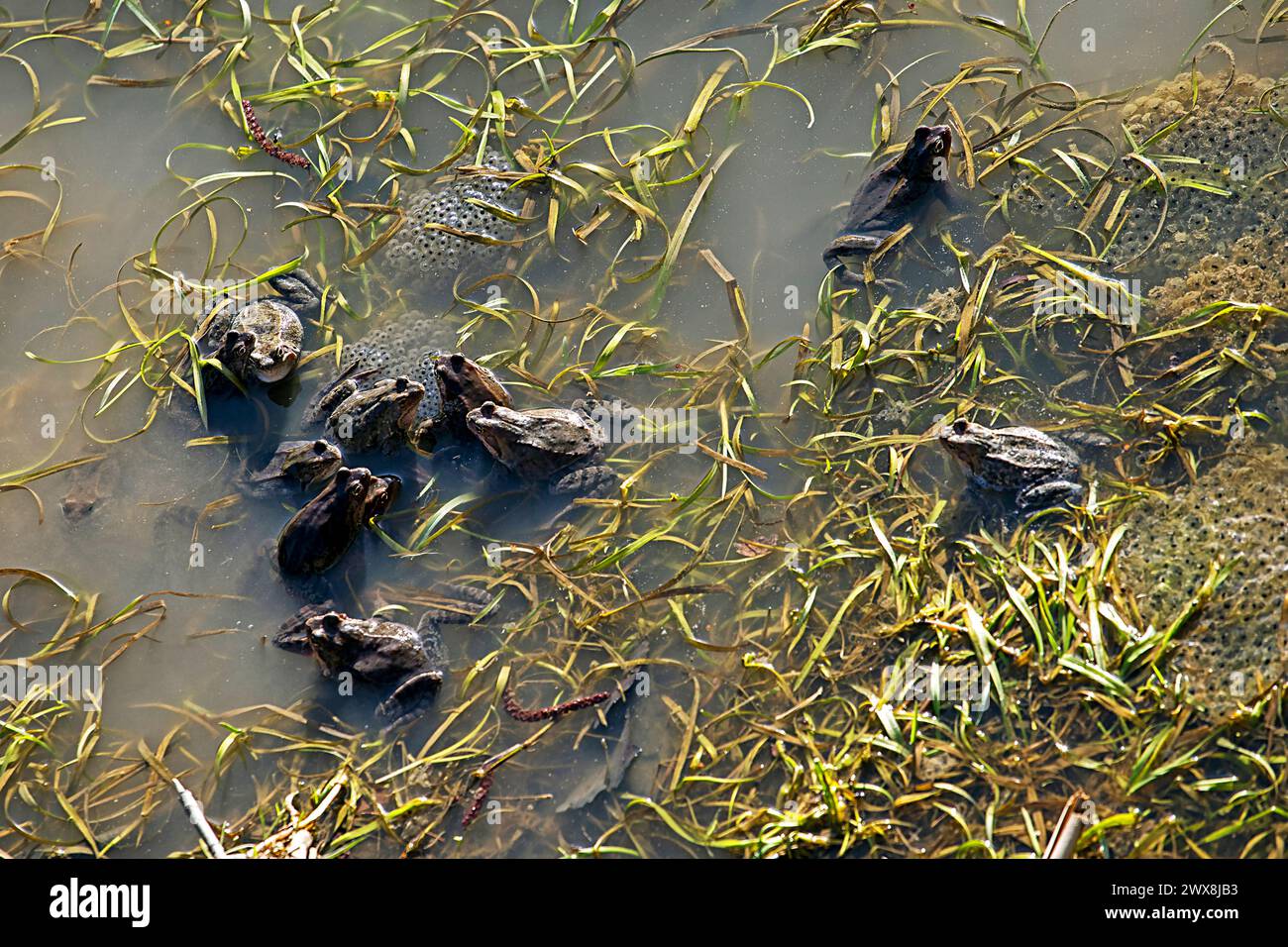 frogs lay eggs in a small spring in the sun. Protection of amphibians ...