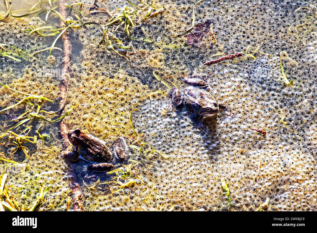 frogs lay eggs in a small spring in the sun. Protection of amphibians ...