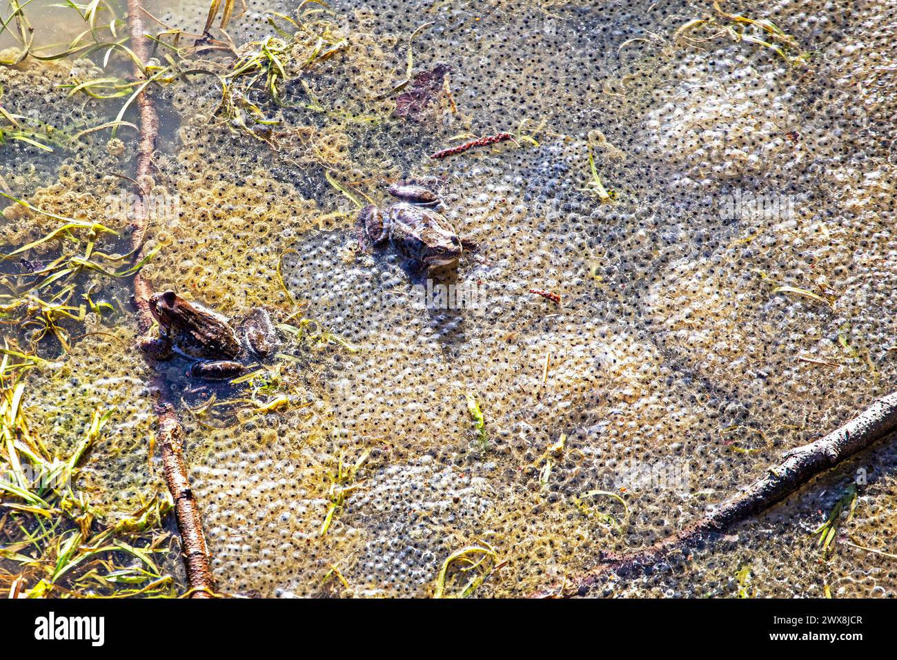 frogs lay eggs in a small spring in the sun. Protection of amphibians ...
