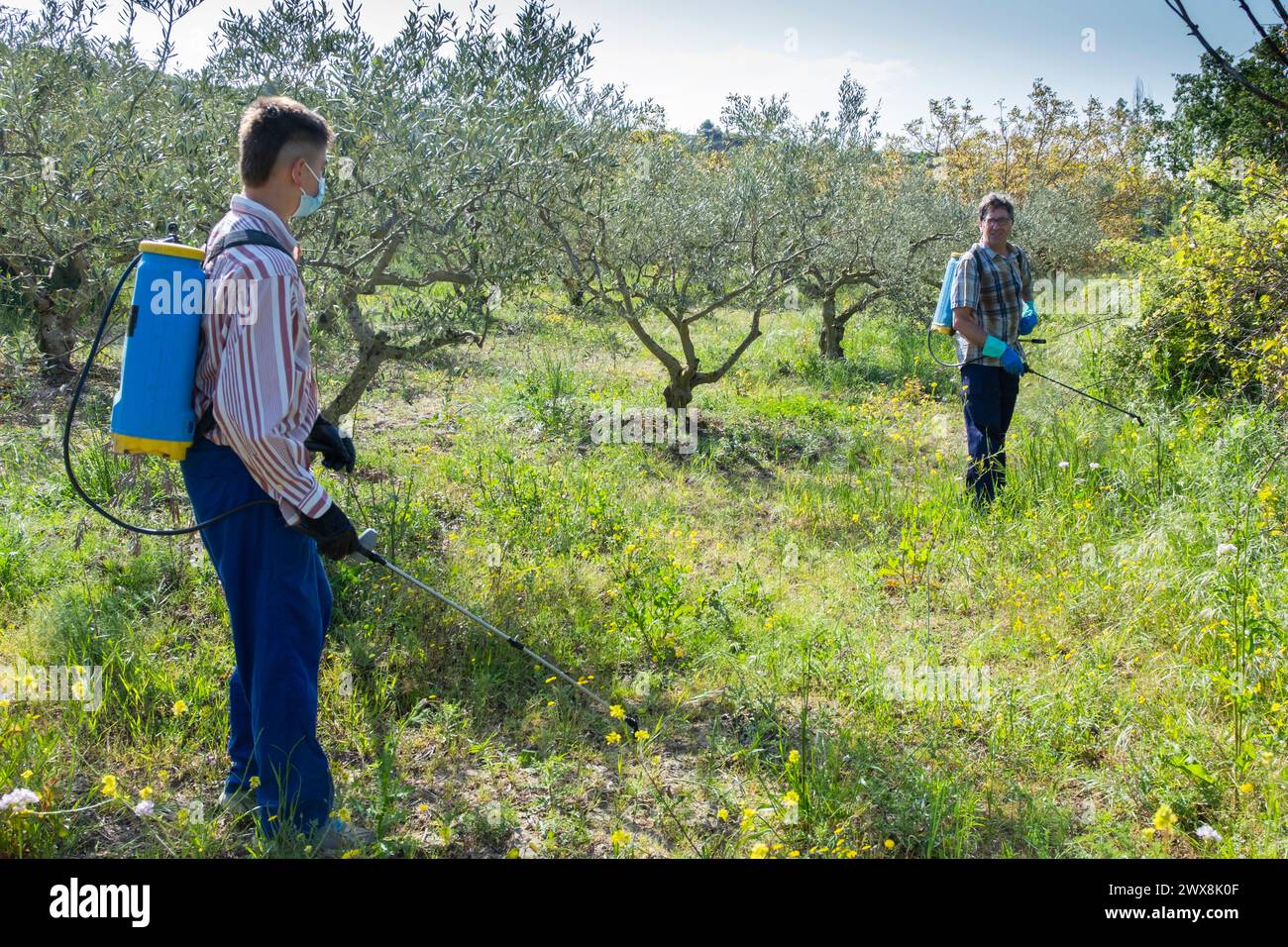 Two agriculturist people spraying herbicide in a field of olive trees ...