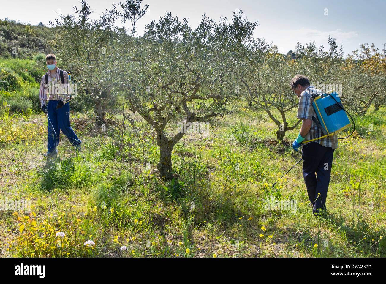 Two agriculturist people spraying herbicide in a field of olive trees ...