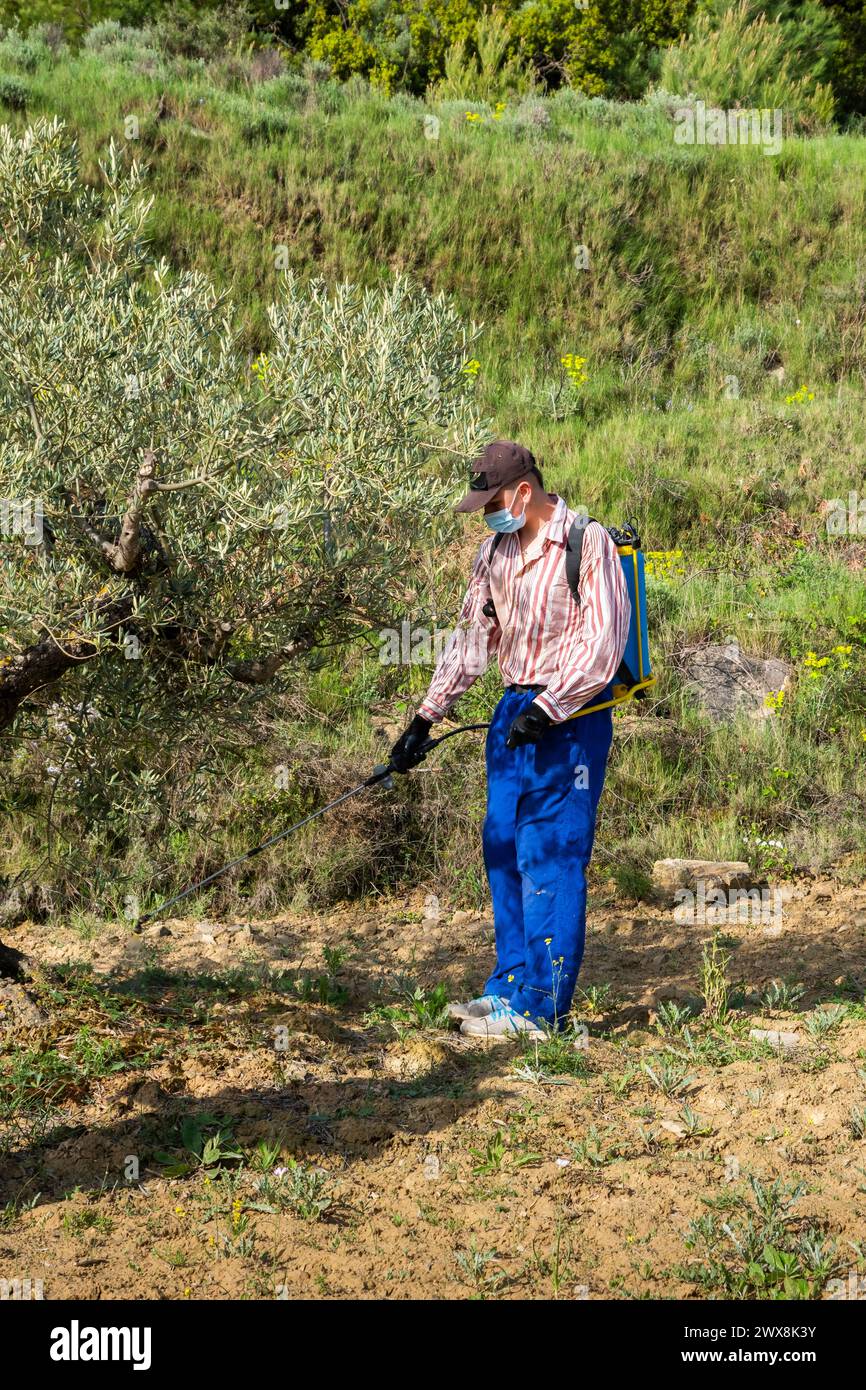 Farmer spraying herbicide in a field of olive trees Stock Photo - Alamy