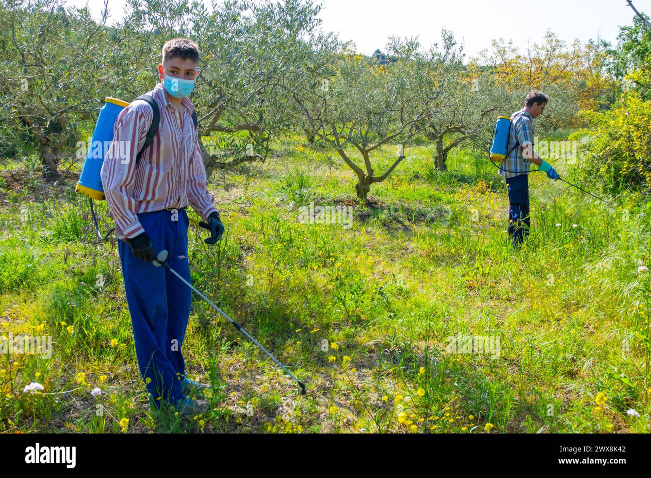 Two agriculturist people spraying herbicide in a field of olive trees ...