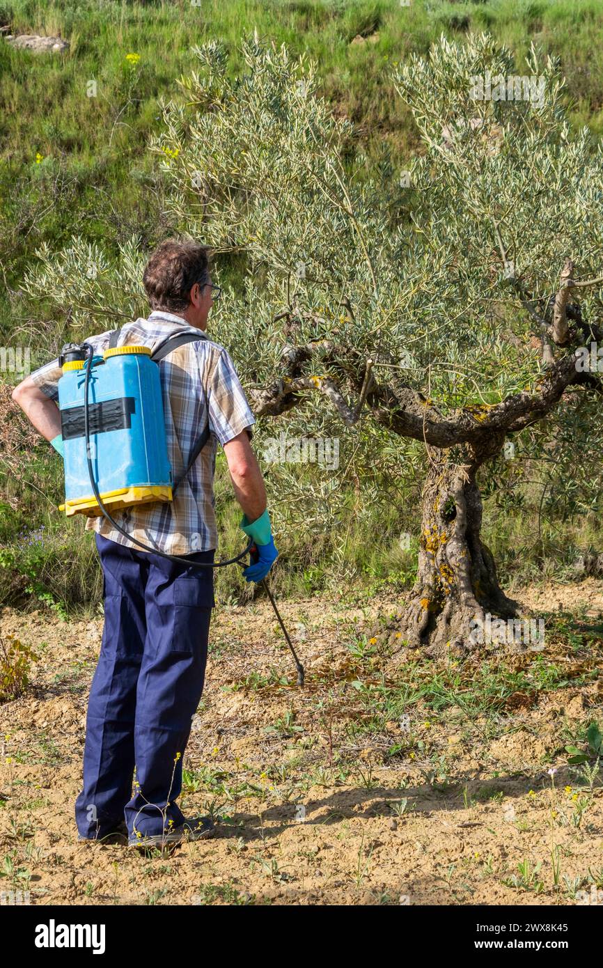 Farmer spraying herbicide in a field of olive trees Stock Photo - Alamy