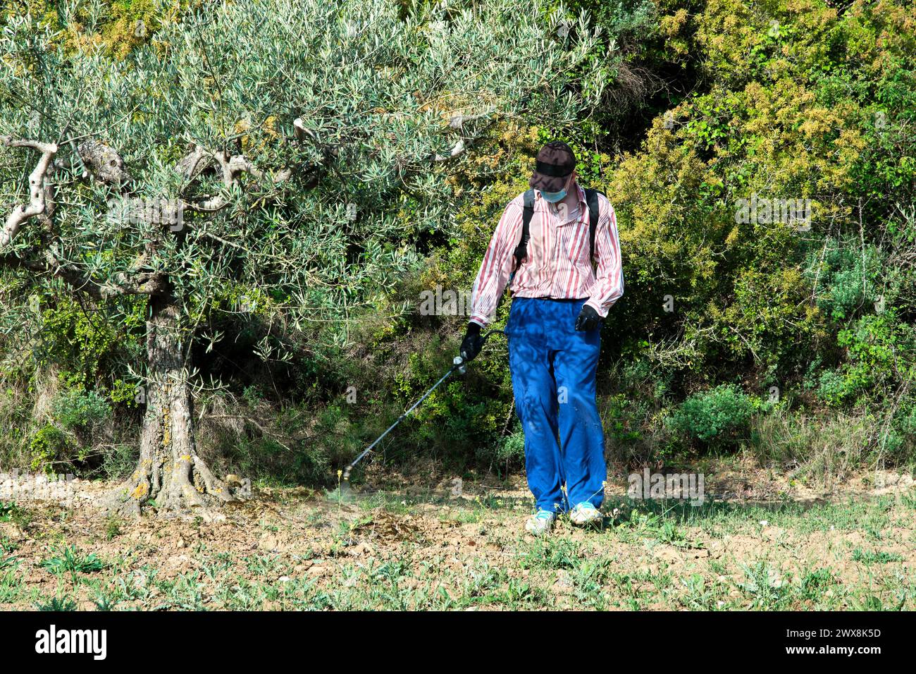 Farmer spraying herbicide in a field of olive trees Stock Photo - Alamy