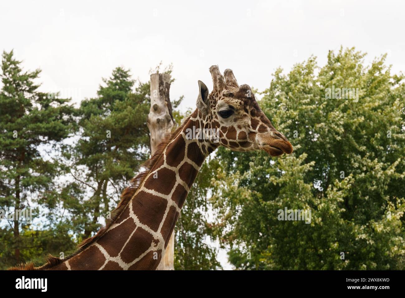 A tall giraffe peacefully surveys its surroundings next to a dense ...