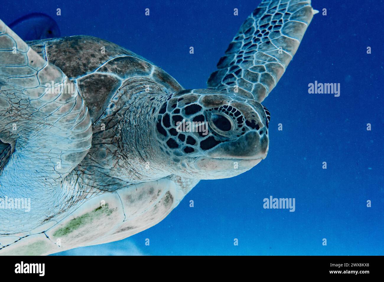 Green Sea Turtle swimming underwater Stock Photo - Alamy