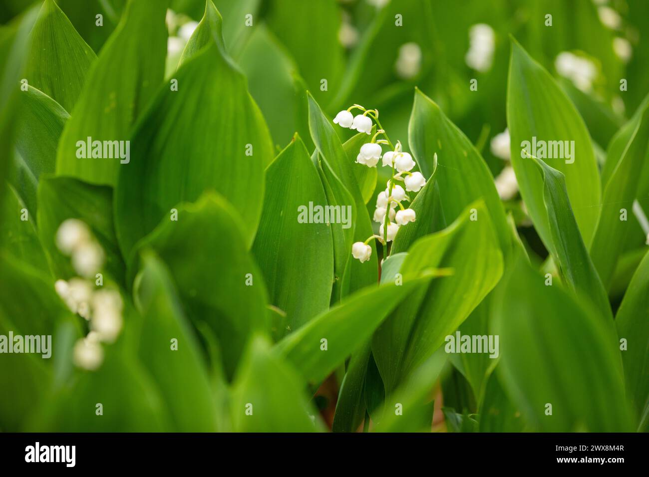 White bell flowers of the Lily of the Valley Stock Photo - Alamy