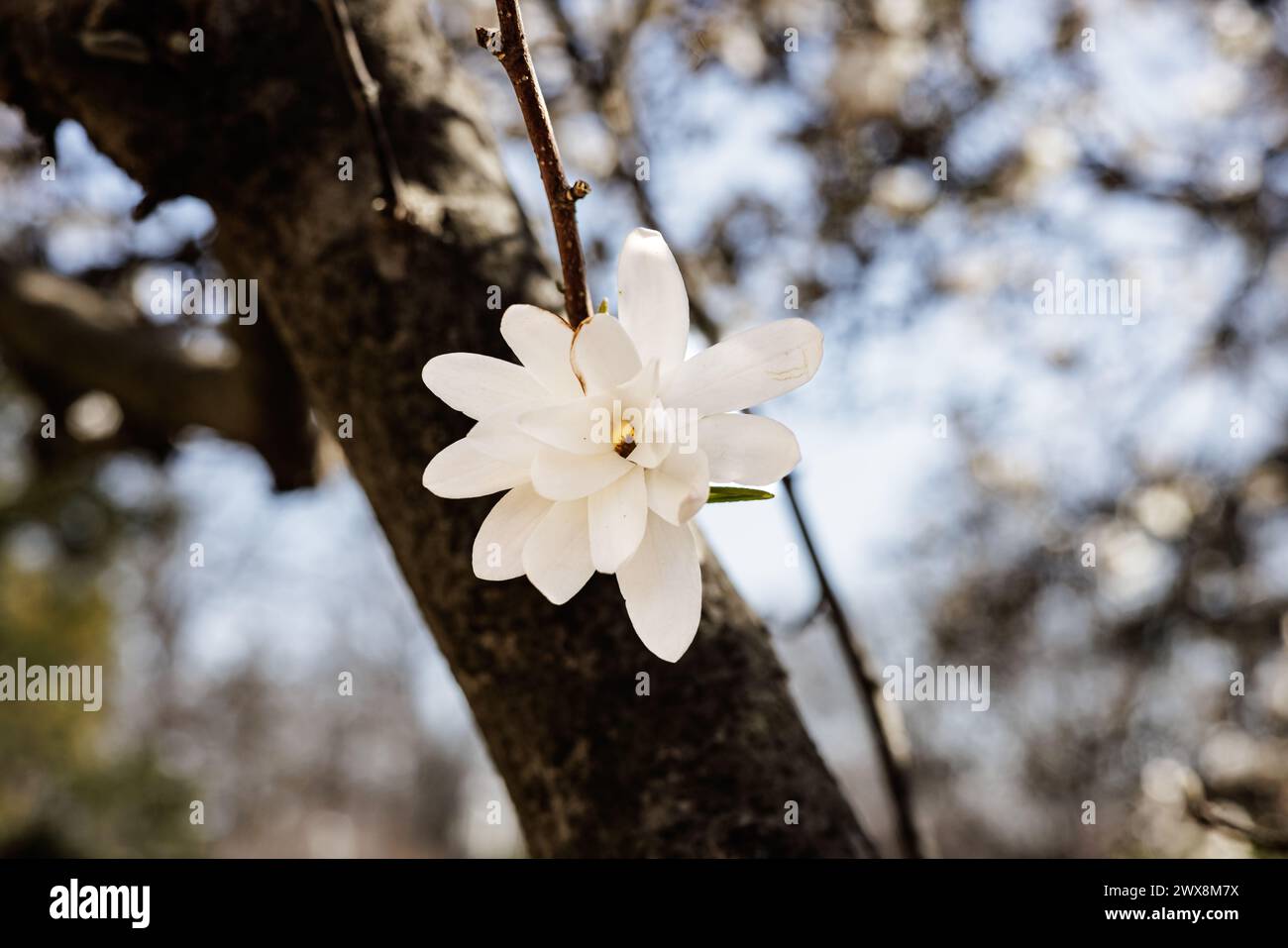 Single white magnolia tree flower close up Stock Photo - Alamy