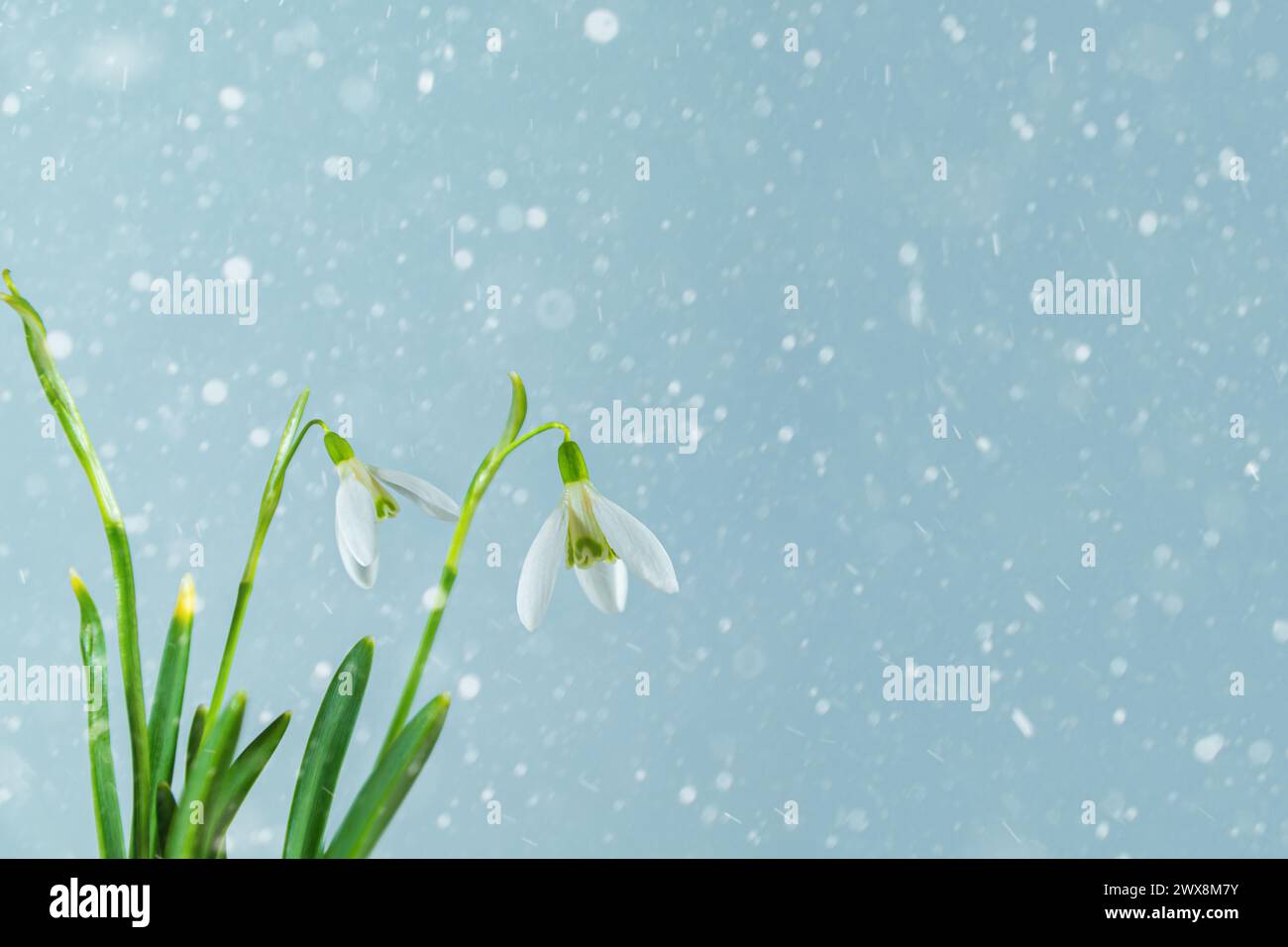 Spring snowdrop flowers with falling snow on a light blue background ...
