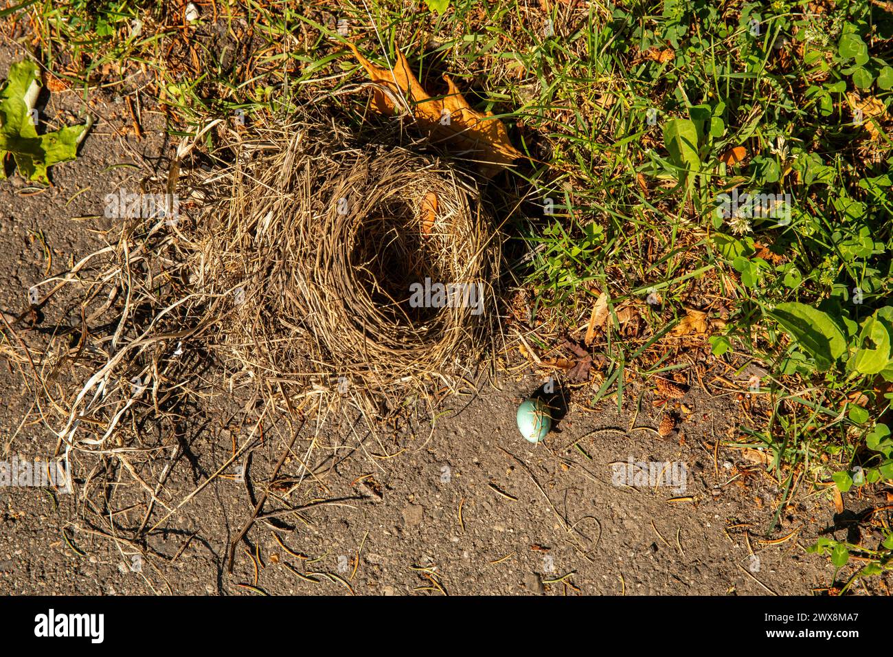 Bird next to egg hi-res stock photography and images - Alamy