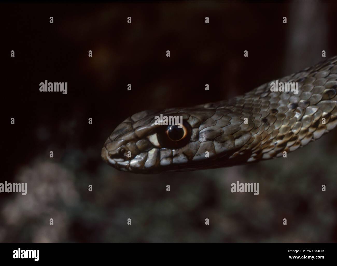 Montpellier serpent photography hi-res stock photography and images - Alamy