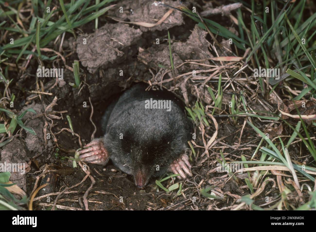 Common mole (Talpa europaea Stock Photo - Alamy