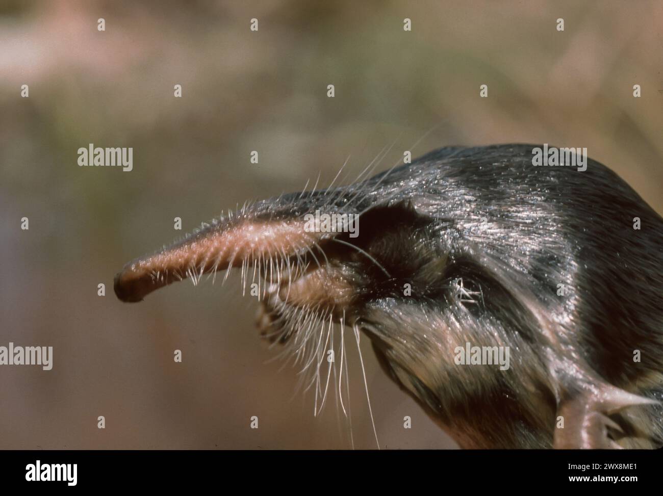 Pyrenean desman (Galemys pyrenaicus), Pyrenees, Spain Stock Photo - Alamy