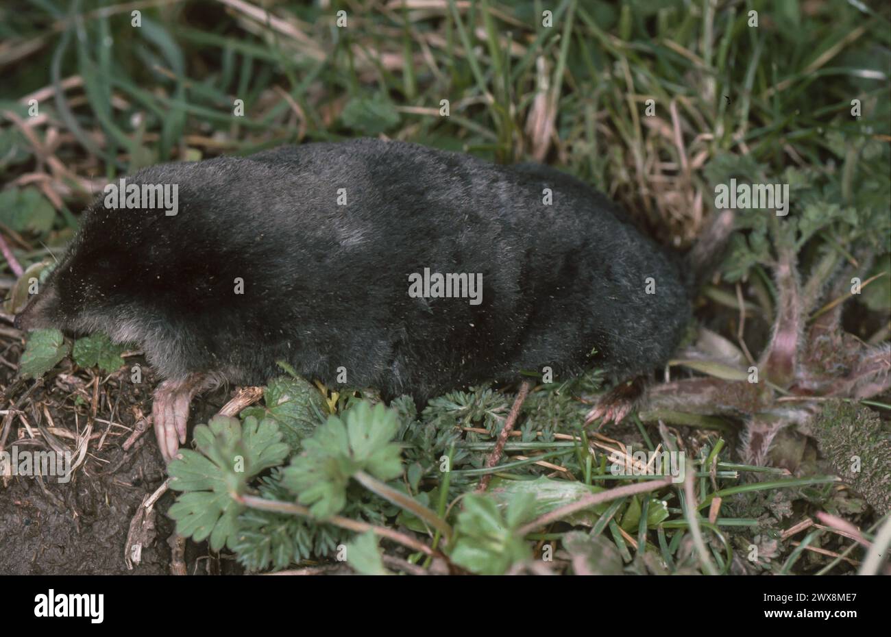 Common mole (Talpa europaea Stock Photo - Alamy