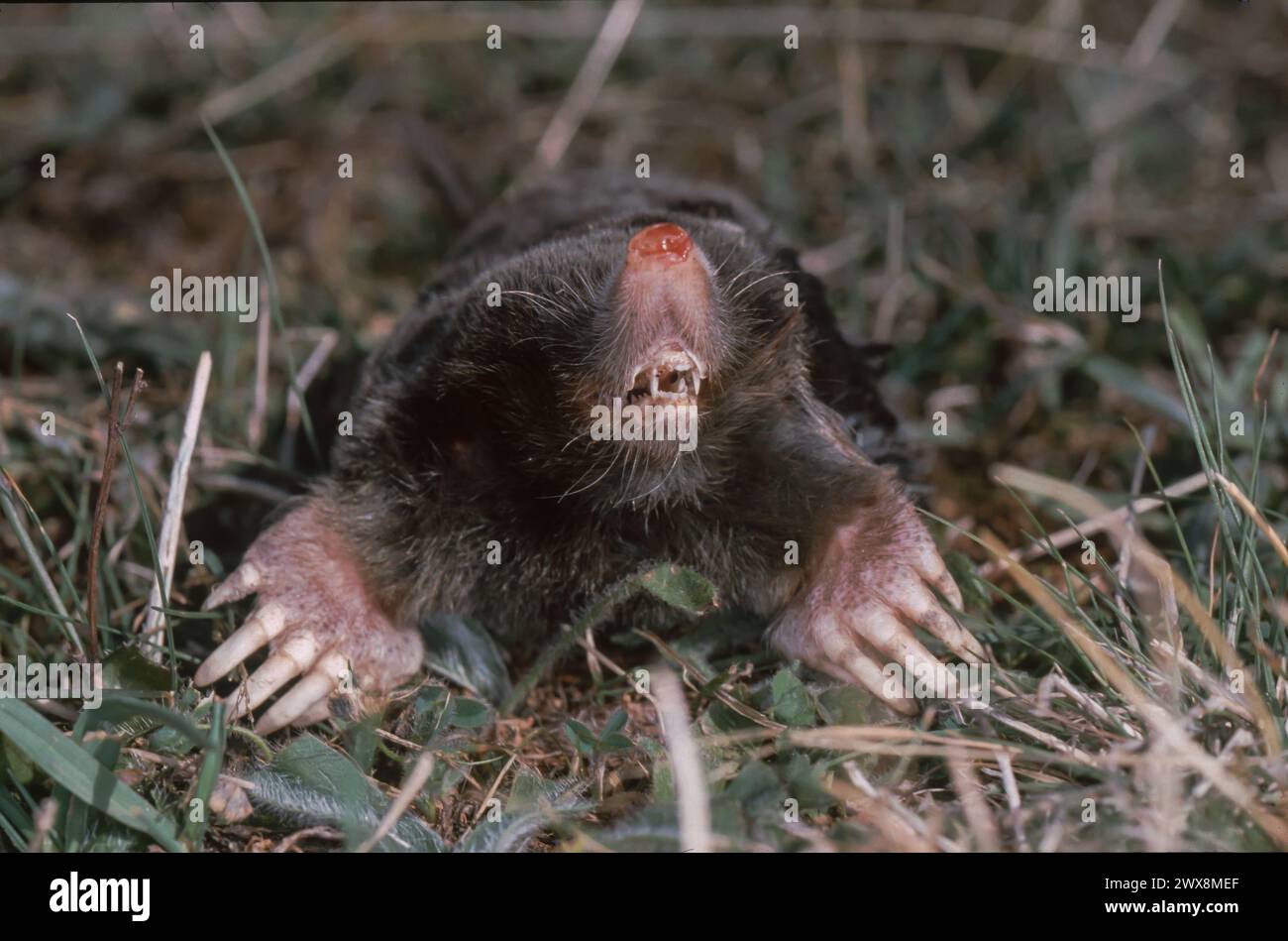Common mole (Talpa europaea Stock Photo - Alamy