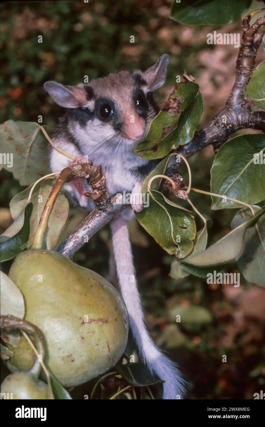 Dormouse fruit hi-res stock photography and images - Alamy