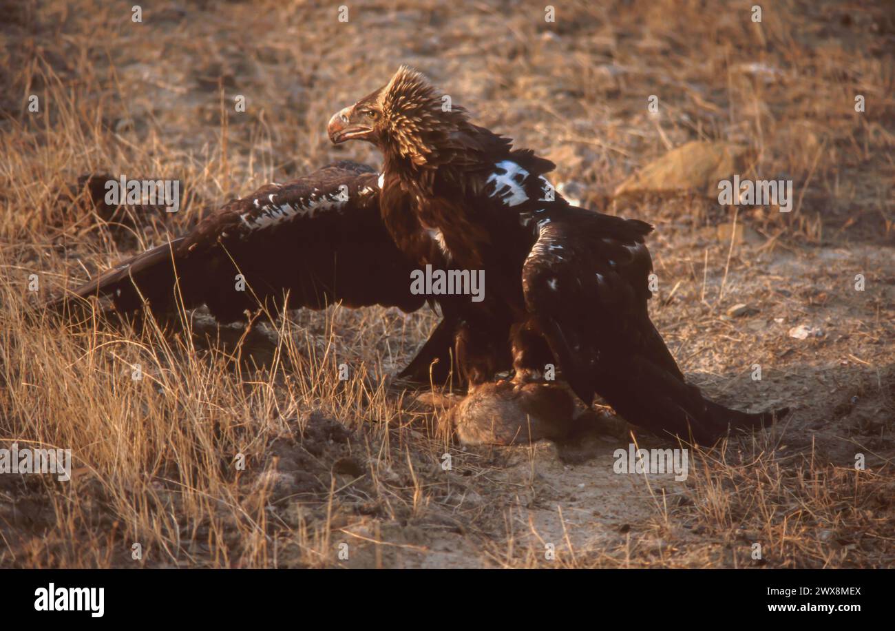 Iberian Imperial Eagle (Aquila adalberti) with a rabbit Stock Photo - Alamy
