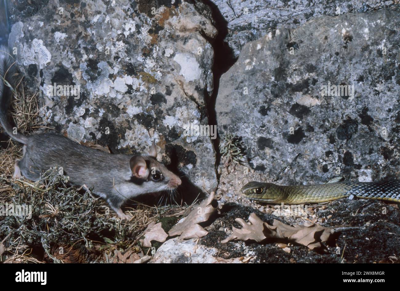 Garden Dormouse (Eliomys quercinus) facing a snake Stock Photo - Alamy