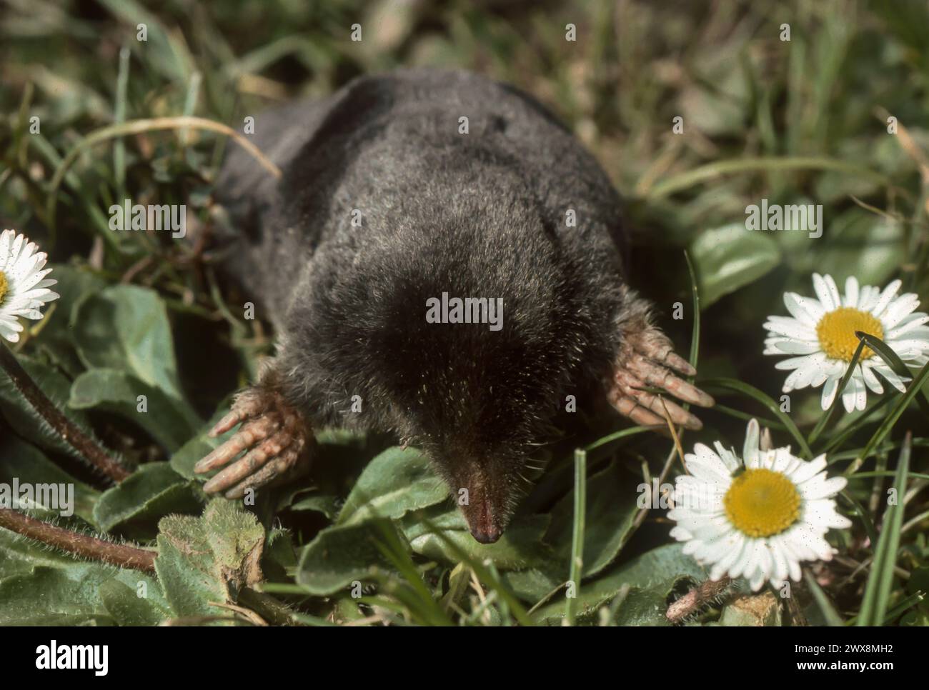 Common mole (Talpa europaea Stock Photo - Alamy