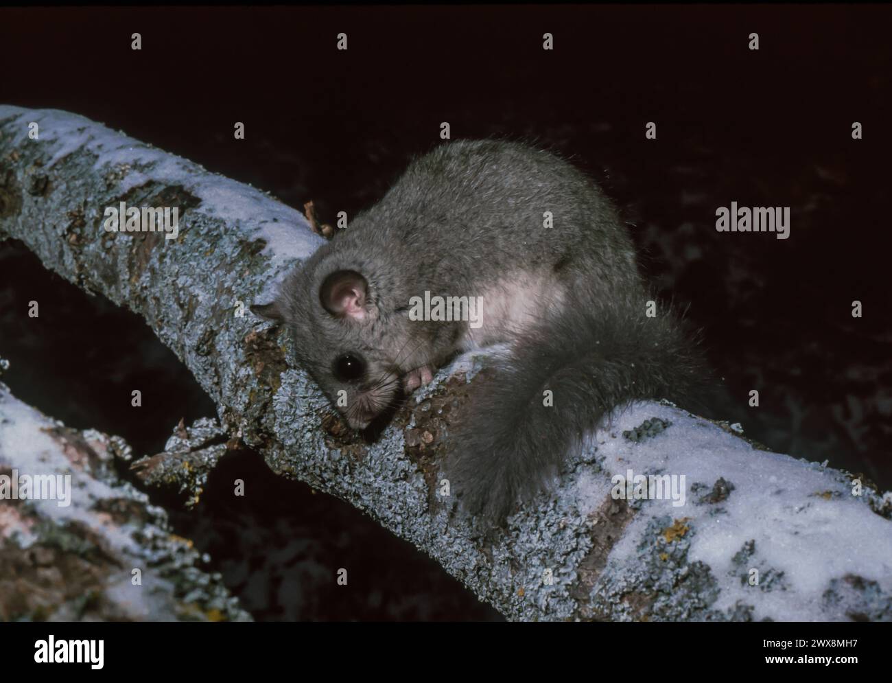 Glis glis hibernating hi-res stock photography and images - Alamy