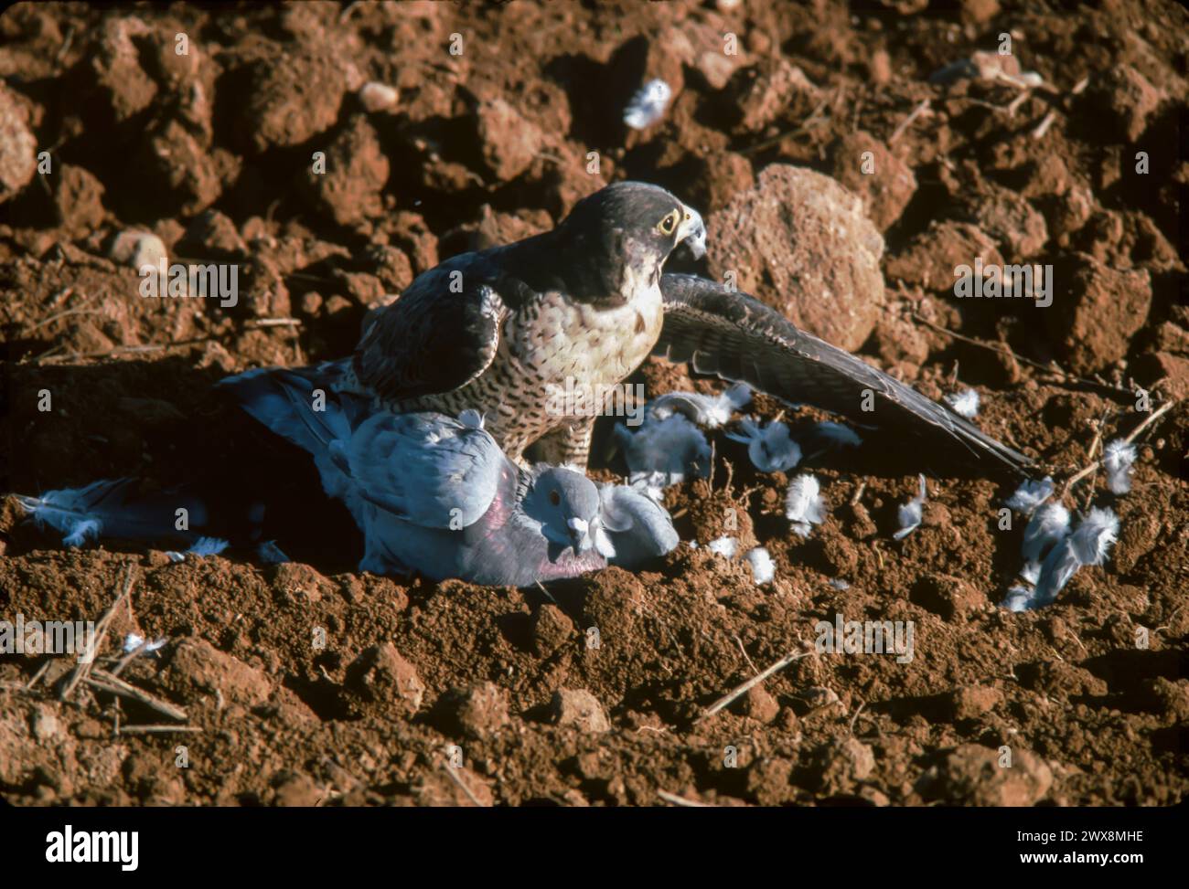 Peregrine falcon (Falco peregrinus) hunting a pigeon Stock Photo - Alamy