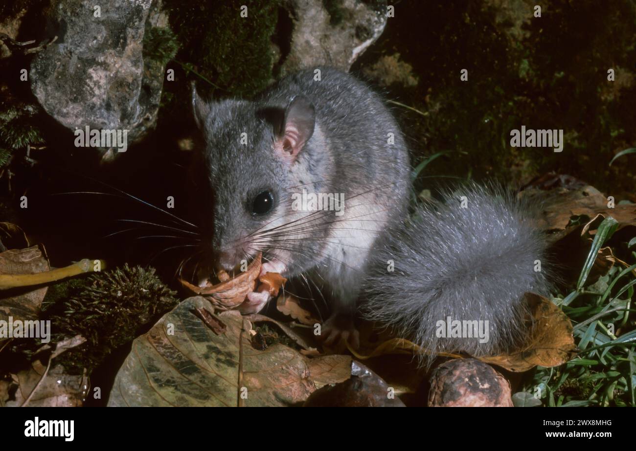 European edible dormouse or European fat dormouse (Glis glis) eating a ...