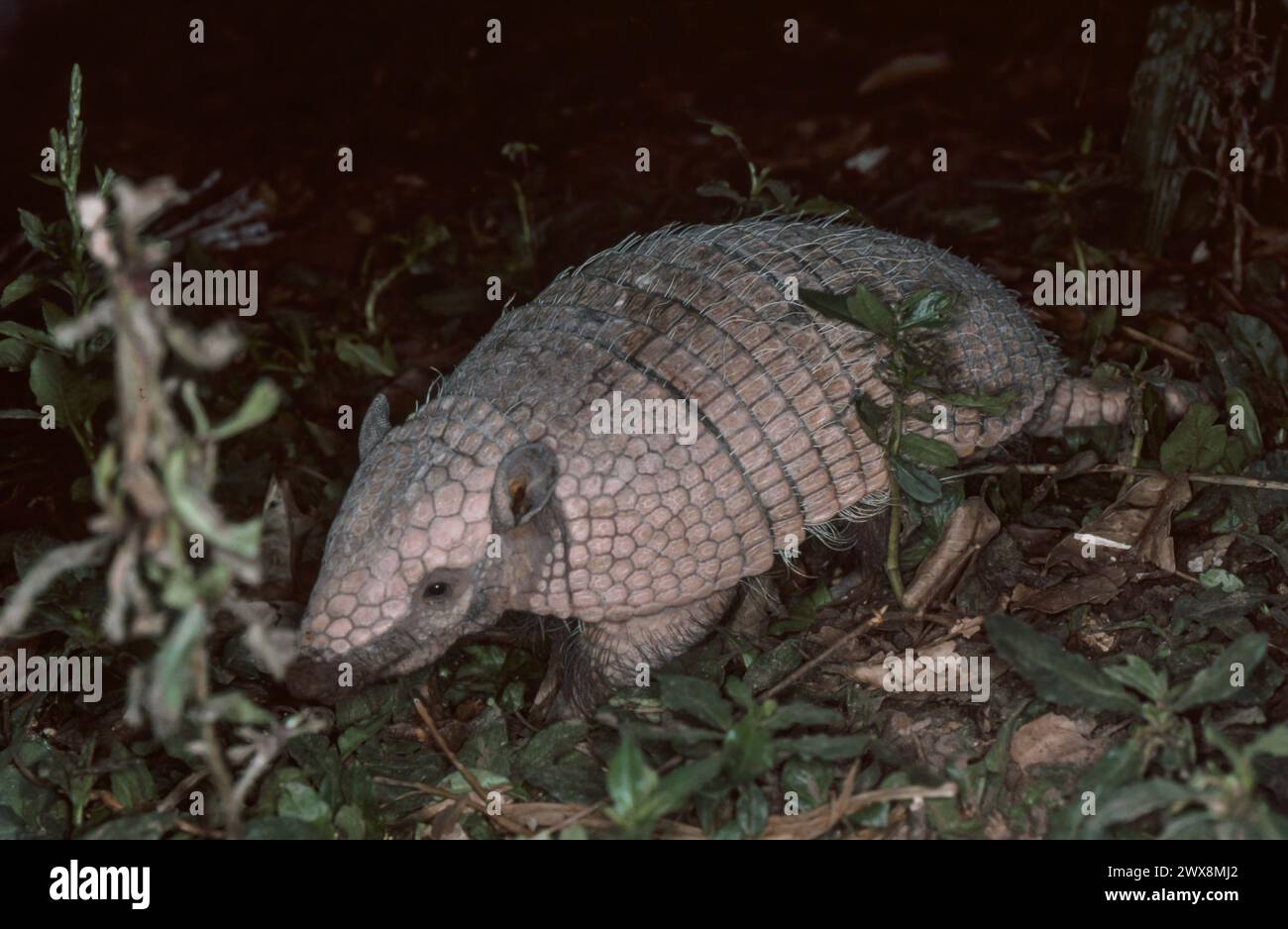 Large Hairy Armadillo (Chaetophractus villosus Stock Photo - Alamy