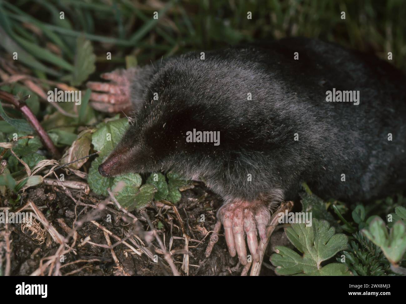 Common mole (Talpa europaea Stock Photo - Alamy