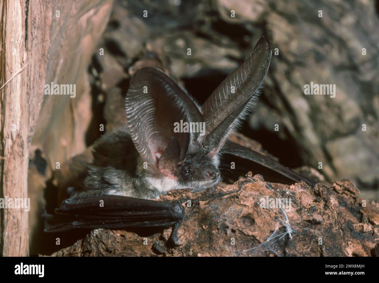 Long eared bat in nature hi-res stock photography and images - Alamy