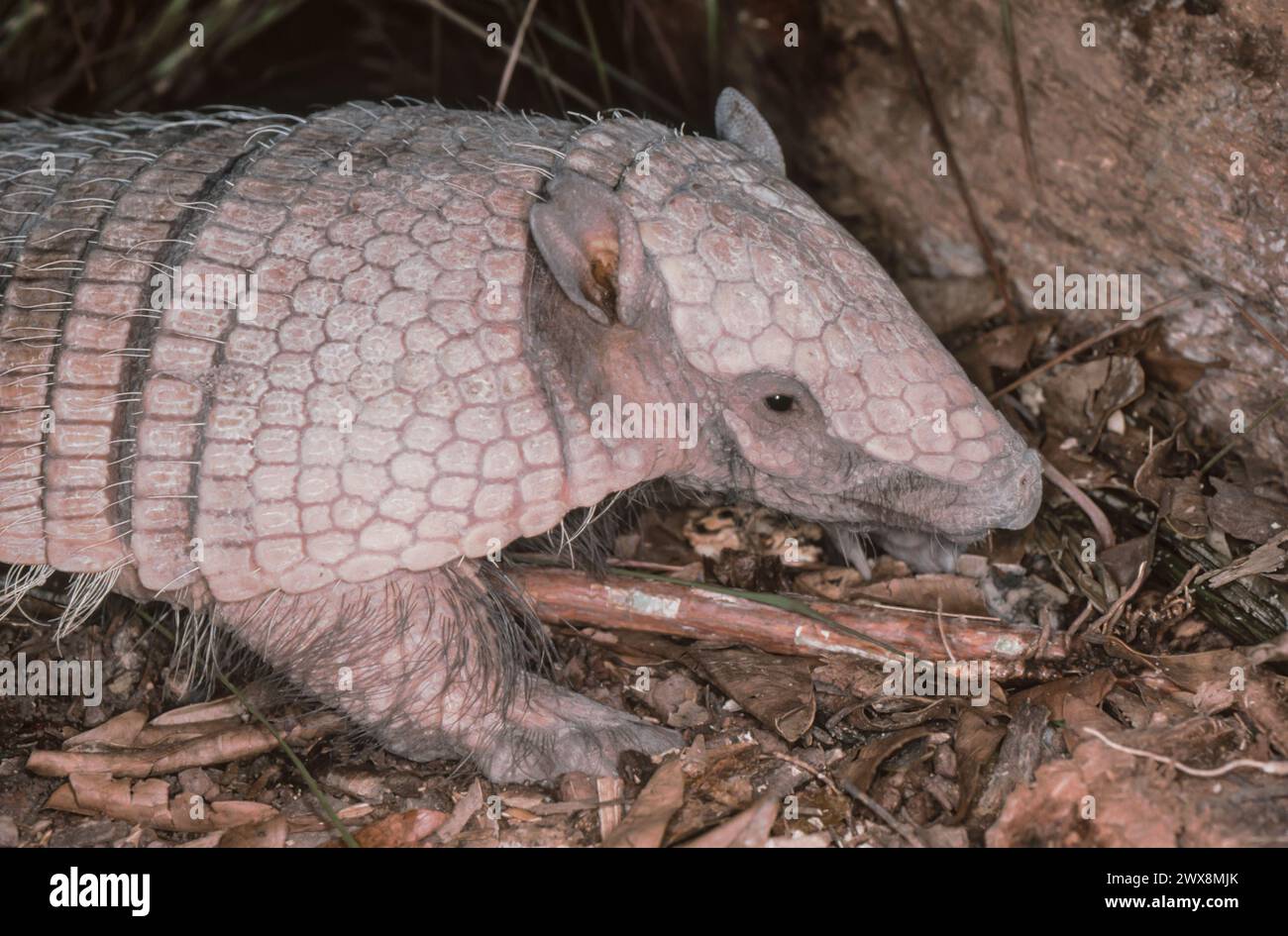Armadillo burrow hi-res stock photography and images - Alamy