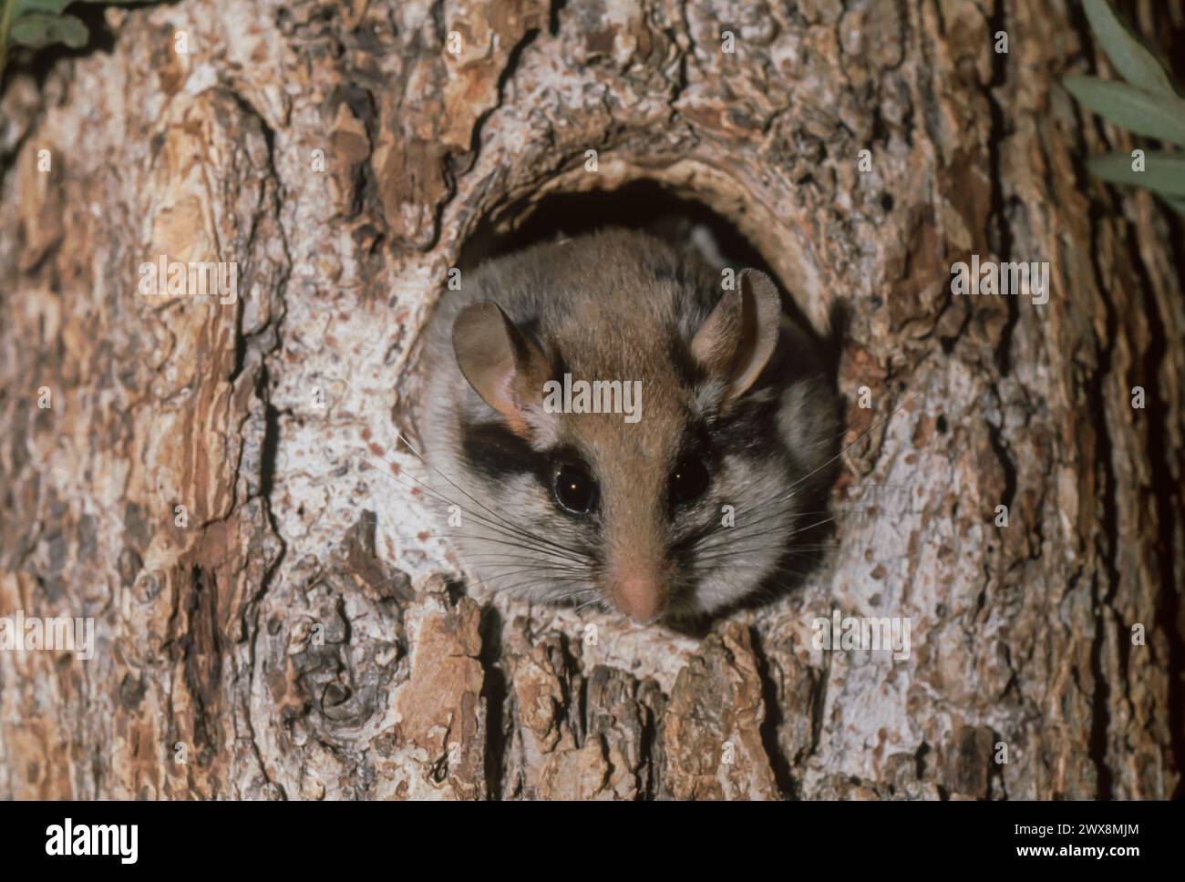 Log hole exploration hi-res stock photography and images - Alamy