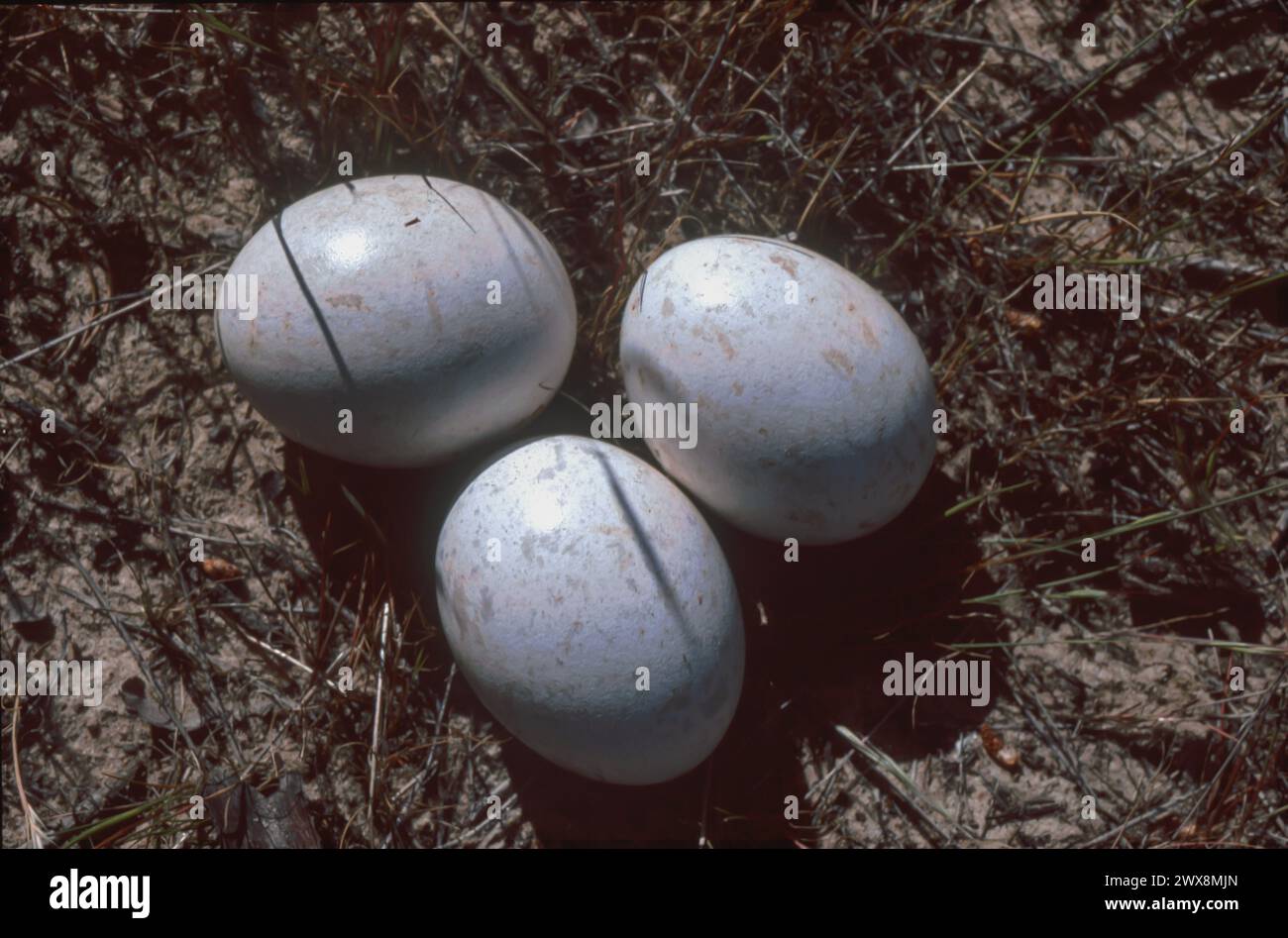 Unsuccessful breeding season hi-res stock photography and images - Alamy