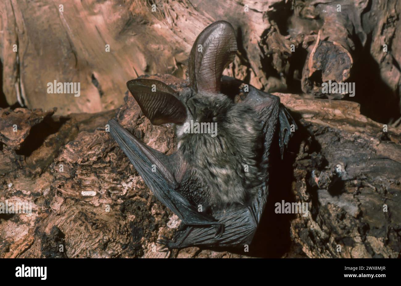 Long eared bat in nature hi-res stock photography and images - Alamy