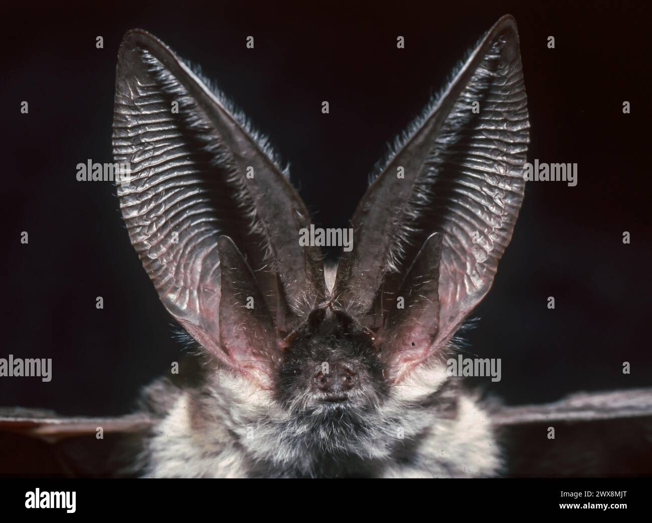 Close up portrait of a Long-eared bat Stock Photo - Alamy