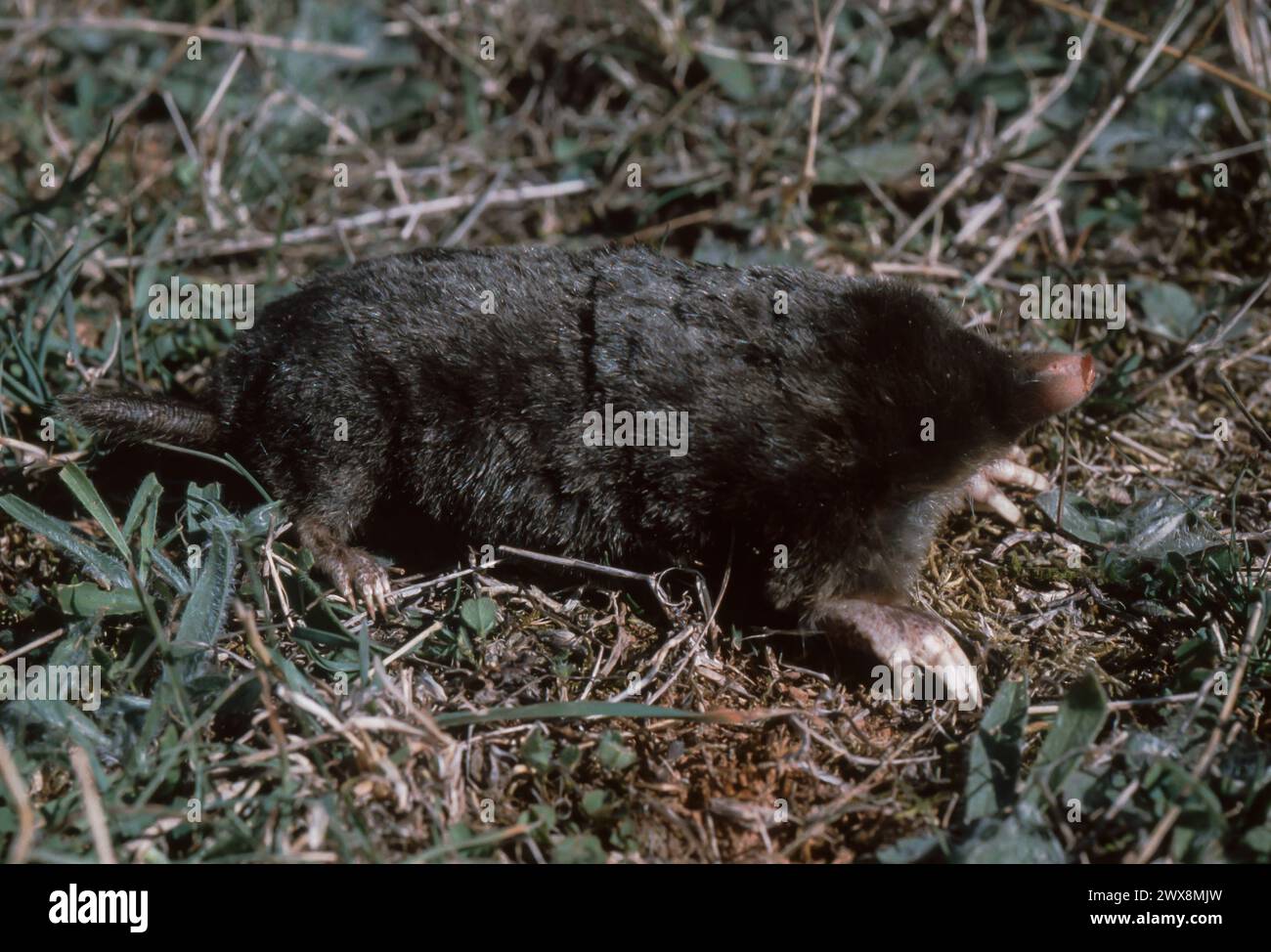 Common mole (Talpa europaea Stock Photo - Alamy