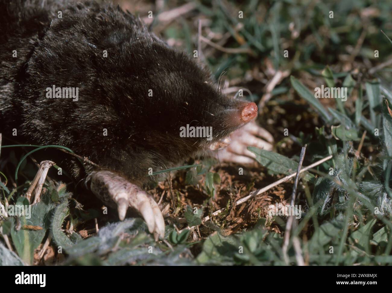 Common mole (Talpa europaea Stock Photo - Alamy