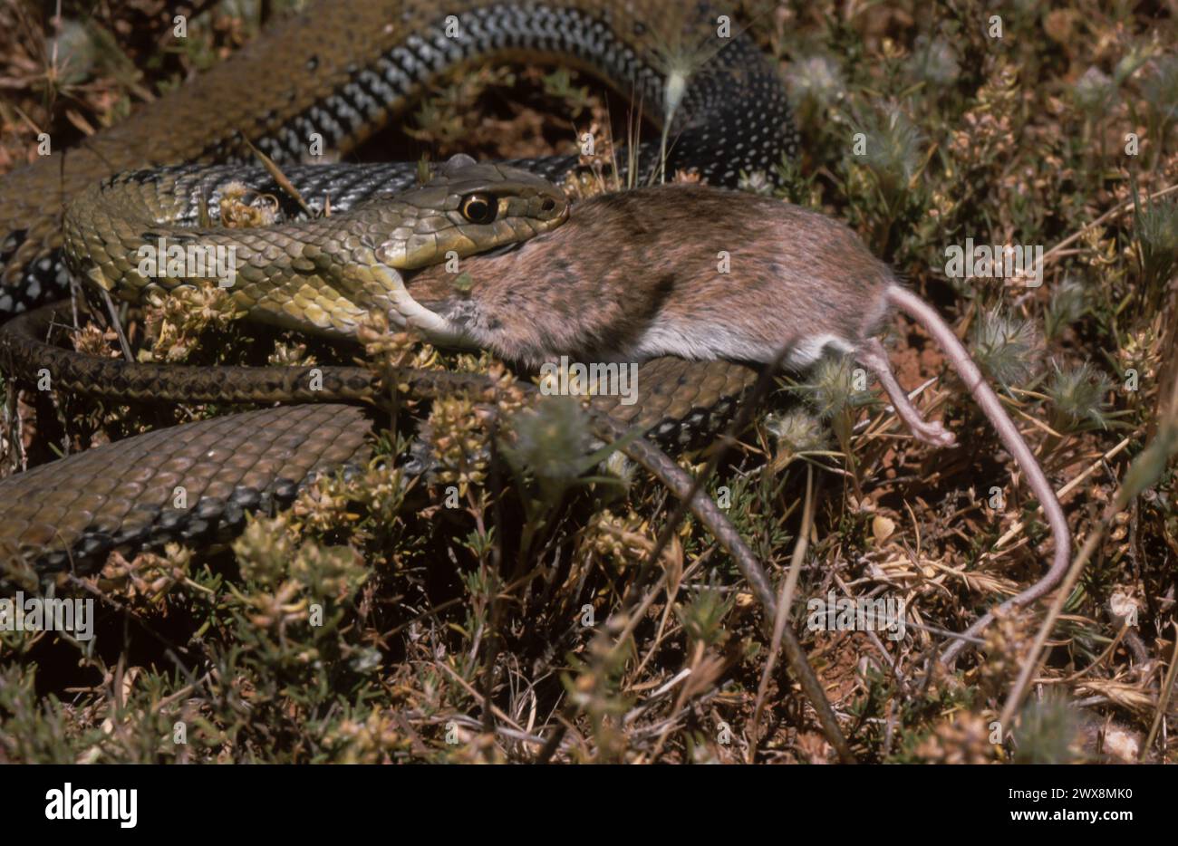 Snake digestion process hi-res stock photography and images - Alamy