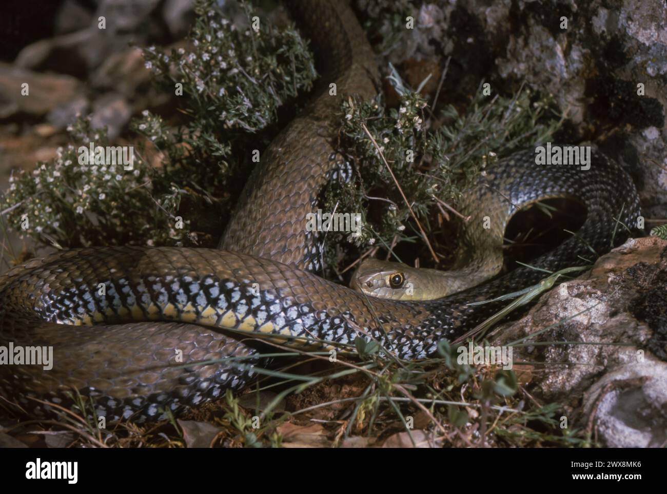 Montpellier serpent photography hi-res stock photography and images - Alamy