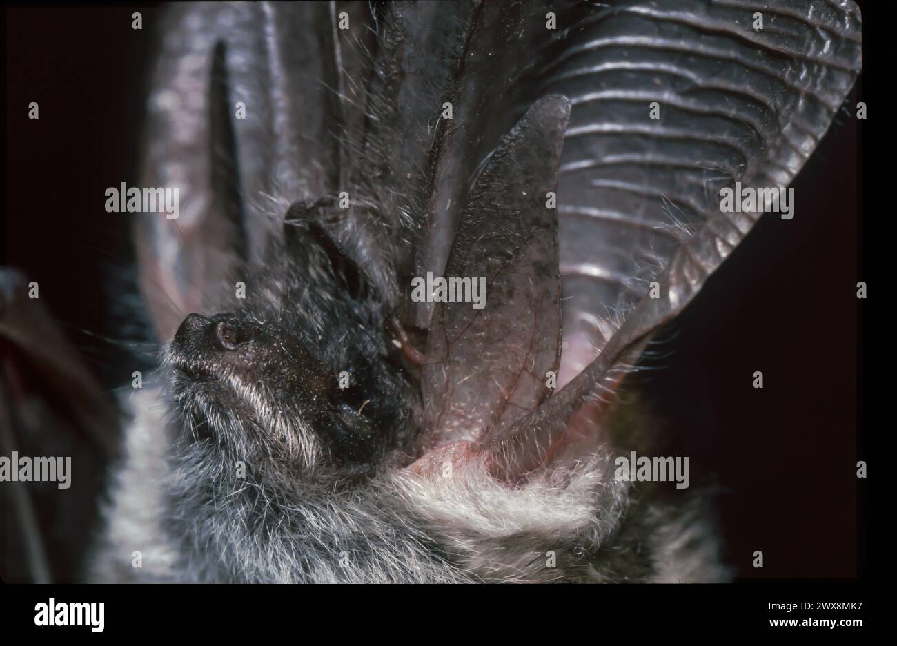 Long eared bat habitat hi-res stock photography and images - Alamy
