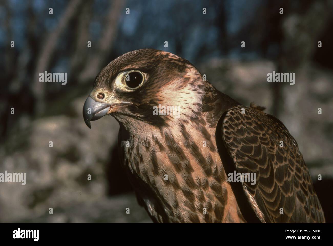 Falconry education hi-res stock photography and images - Alamy