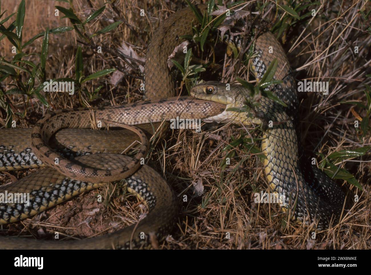 Montpellier Snake (Malpolon monspessulanus) eating another snake Stock ...