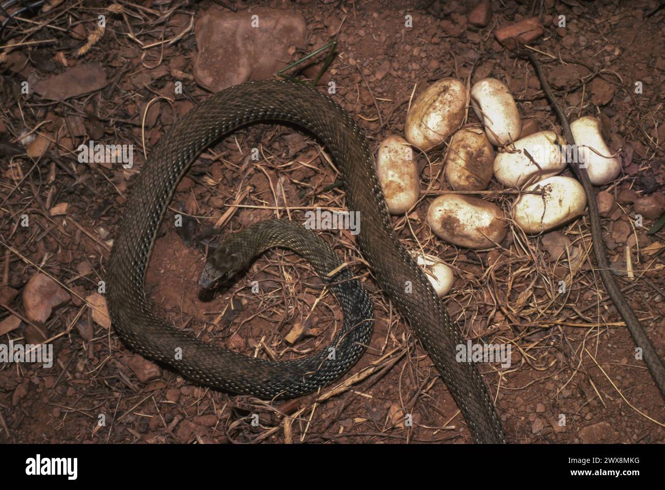 Montpellier serpent photography hi-res stock photography and images - Alamy